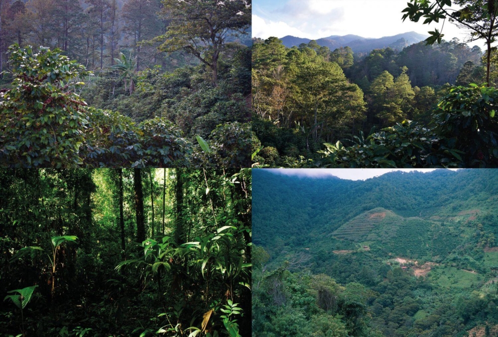 One Tree Planted: Honduras - Midton