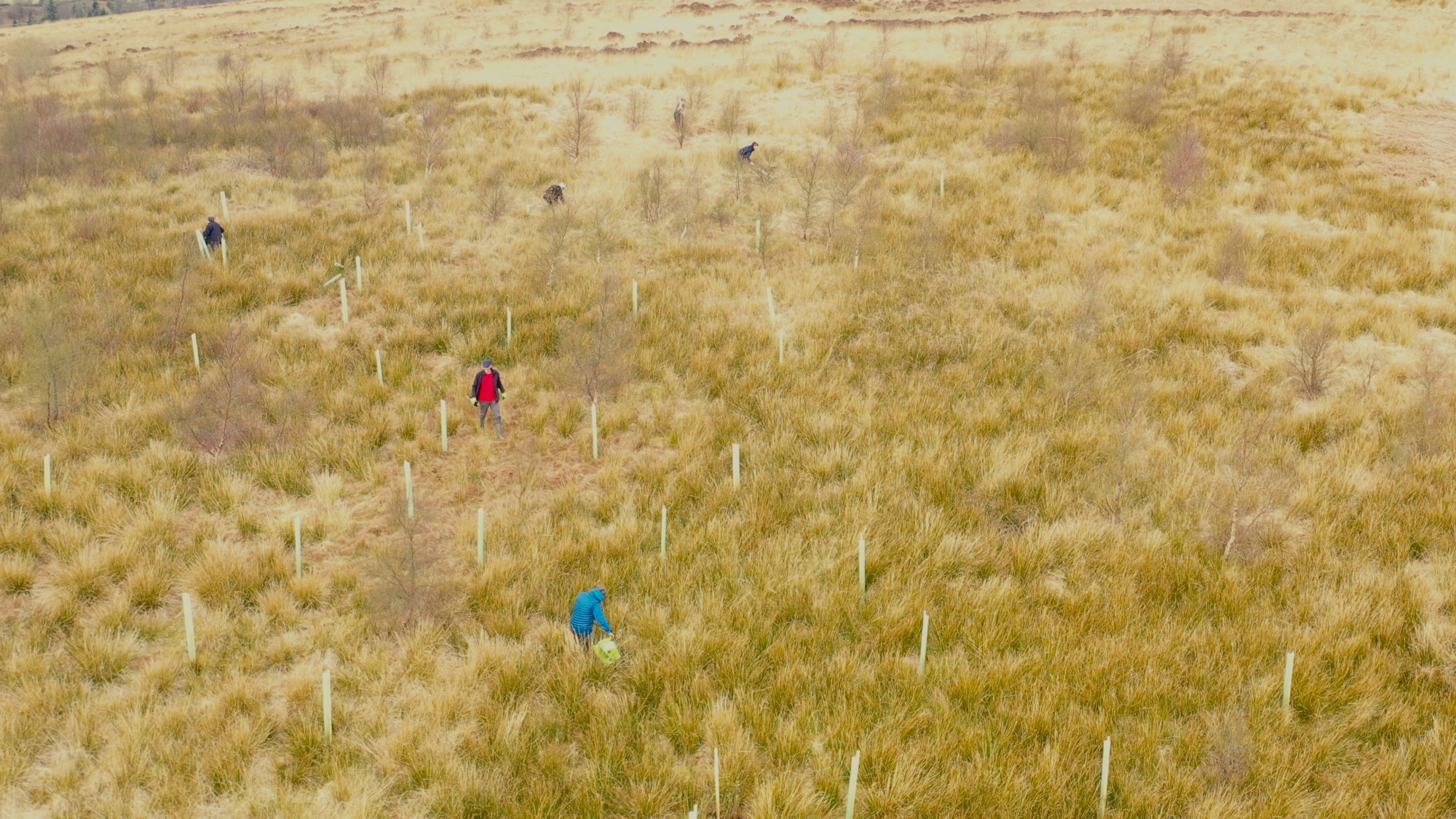 Learn about our free trees for Scotland initiative